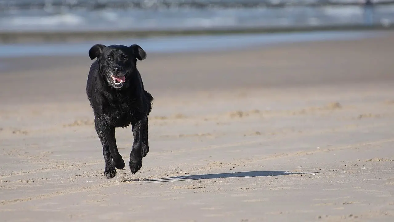 Dit zijn de leukste bestemmingen voor een dagje uit met de hond ...